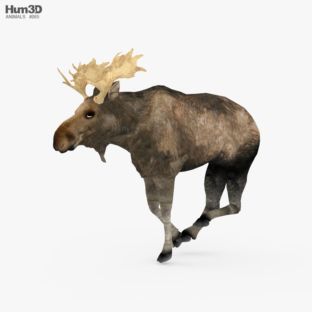 Moose Low Poly Rigged Animated 3D模型 - 下载 哺乳动物 on 3DModels.org