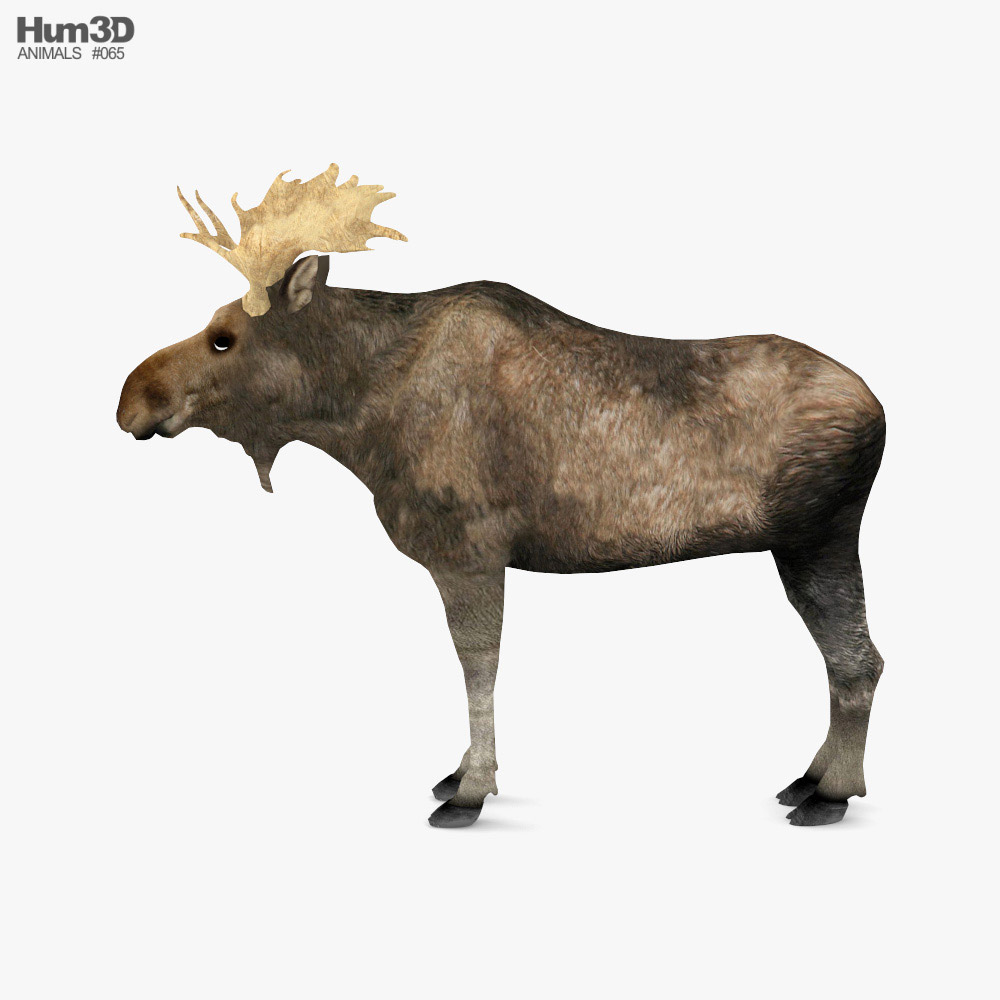 Moose Low Poly Rigged Animated 3D模型 - 下载 哺乳动物 on 3DModels.org