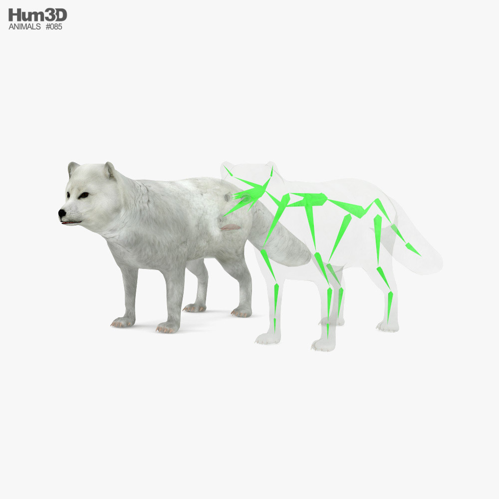 Arctic fox Low Poly Rigged Modelo 3D - Descargar Mammalia on 3DModels.org