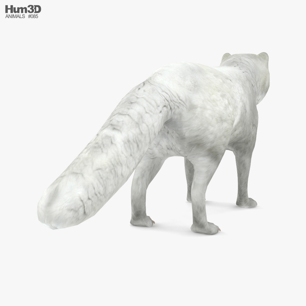 Arctic fox Low Poly Rigged Modelo 3D - Descargar Mammalia on 3DModels.org