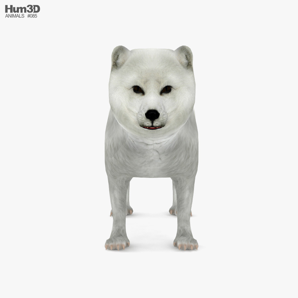 Arctic fox Low Poly Rigged Modelo 3D - Descargar Mammalia on 3DModels.org