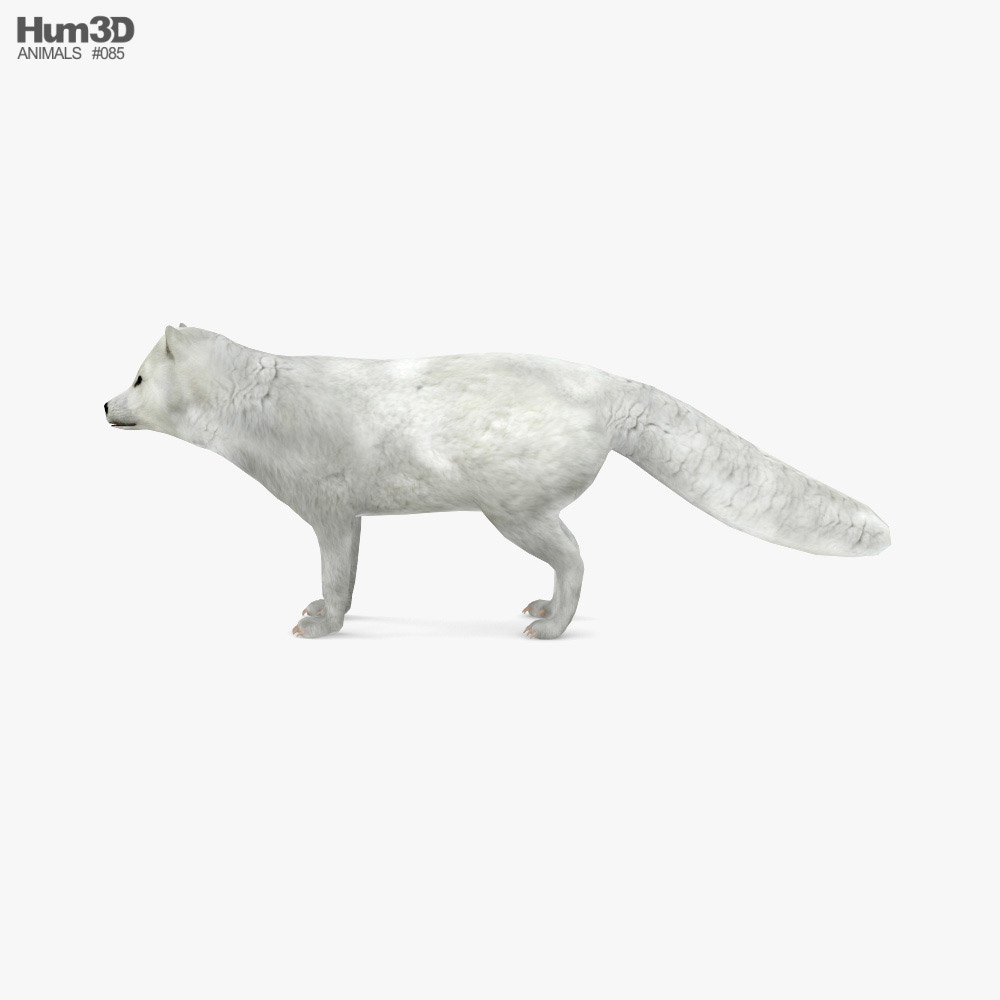 Arctic fox Low Poly Rigged Modelo 3D - Descargar Mammalia on 3DModels.org