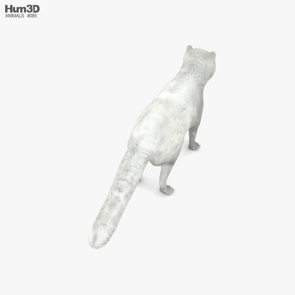 Arctic fox Low Poly Rigged Modelo 3D - Descargar Mammalia on 3DModels.org