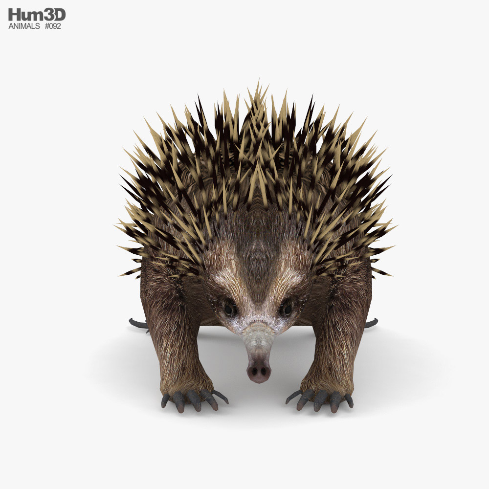 Echidna Low Poly Rigged Animated 3D model - Download Mammals on ...