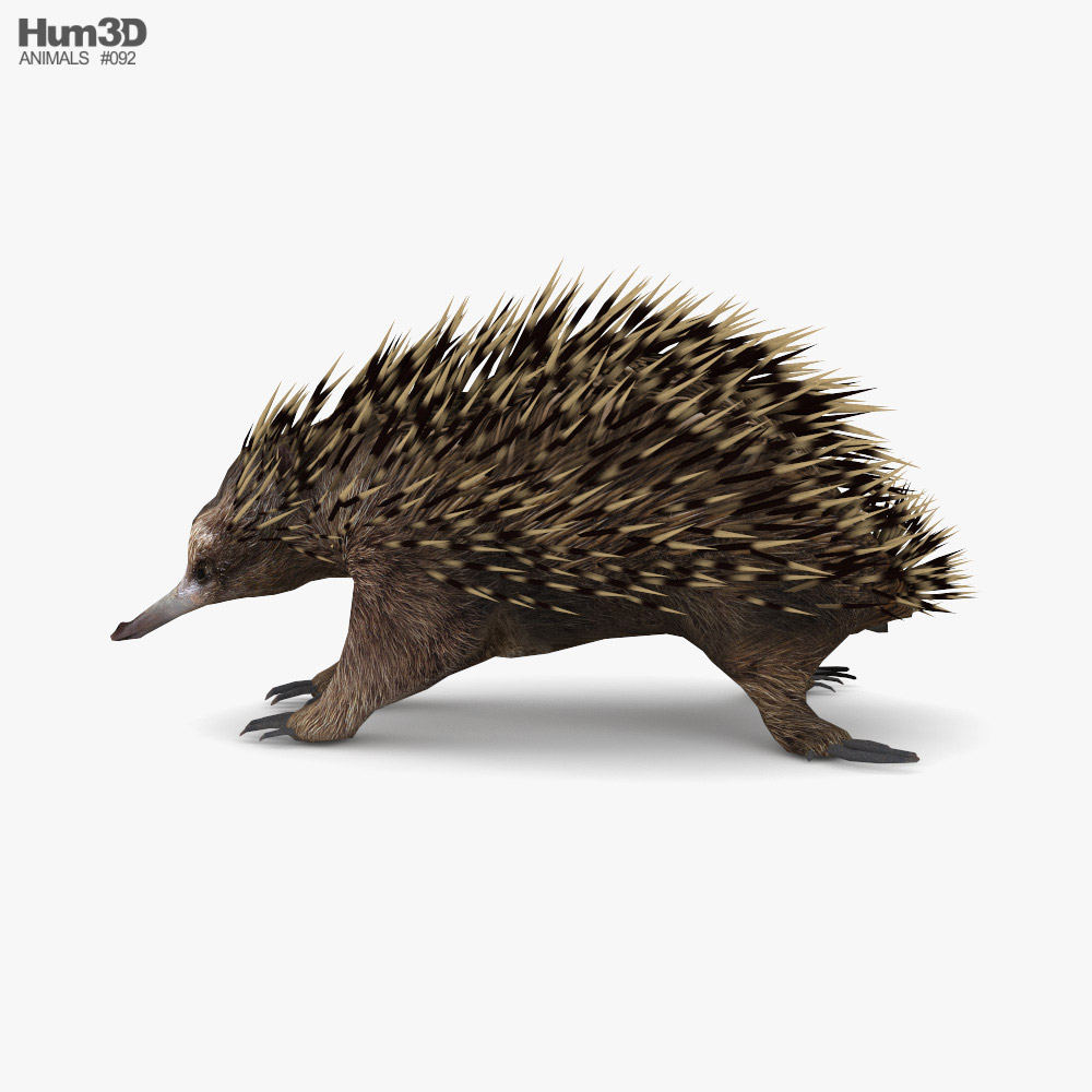 Equidna Low Poly Rigged Animated Modelo 3D - Descargar Mammalia on ...