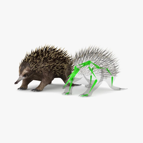 Echidna 3D Models Download - 3DModels.org