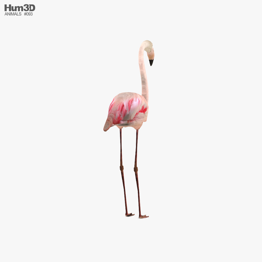 Flamingo Low Poly Rigged 3D 모델 - 다운로드 새 on 3DModels.org