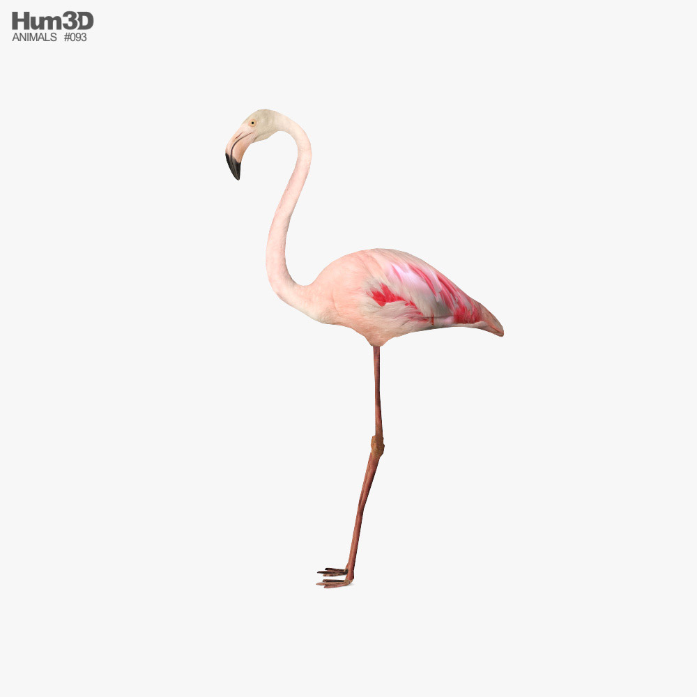 Flamingo Low Poly Rigged 3D model - Download Birds on 3DModels.org