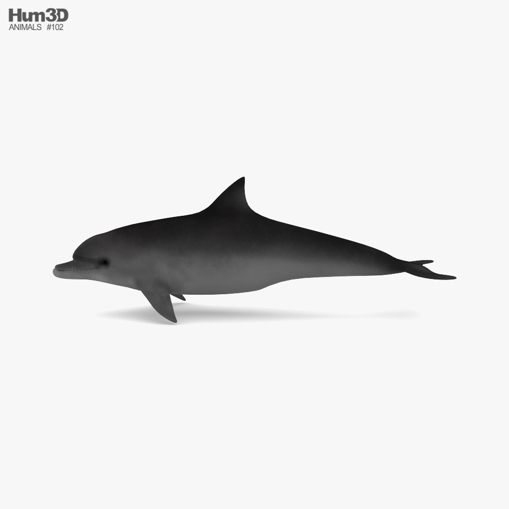 Common Bottlenose Dolphin Low Poly Rigged 3D model - Download Marine ...