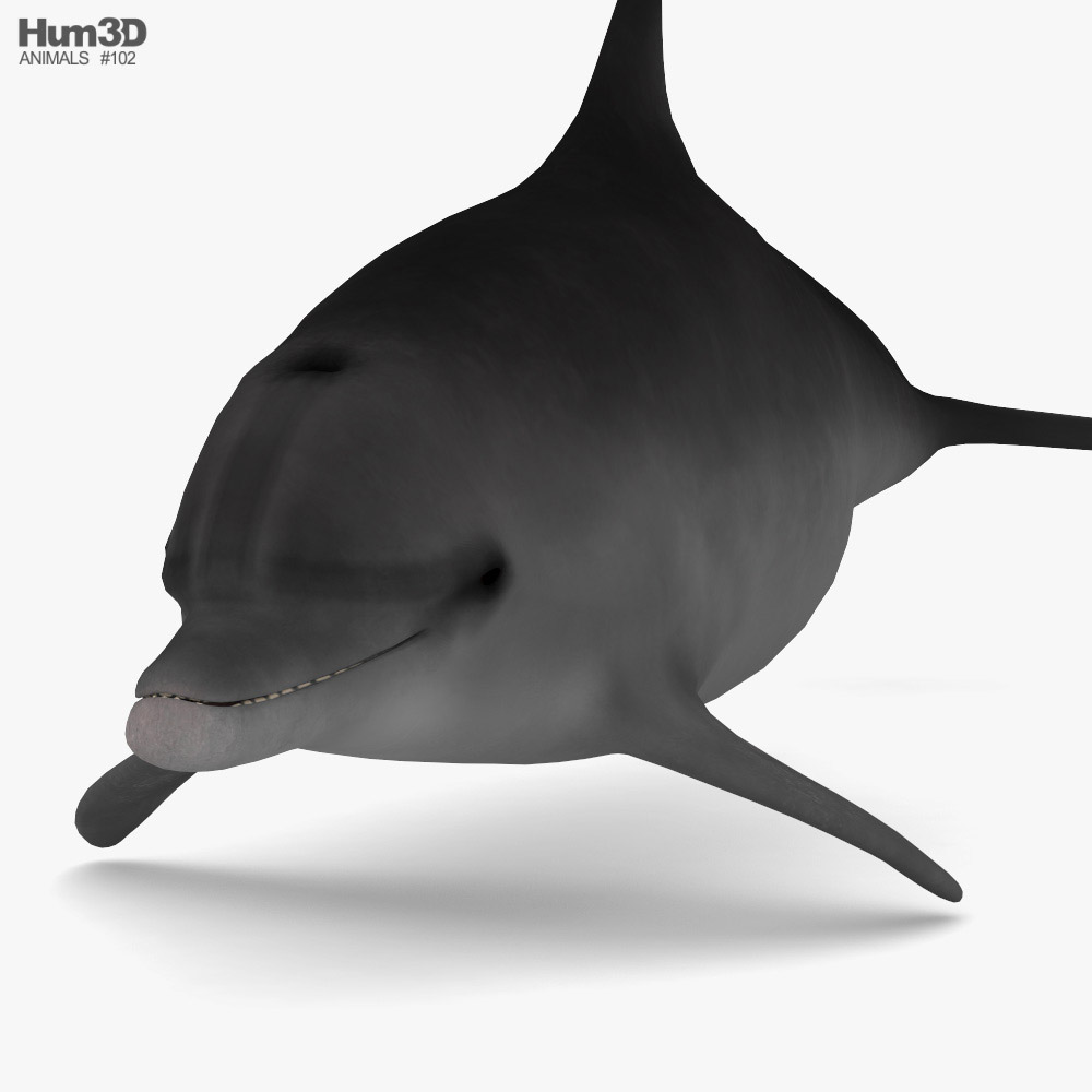 Common Bottlenose Dolphin Low Poly Rigged 3D model - Download Marine ...