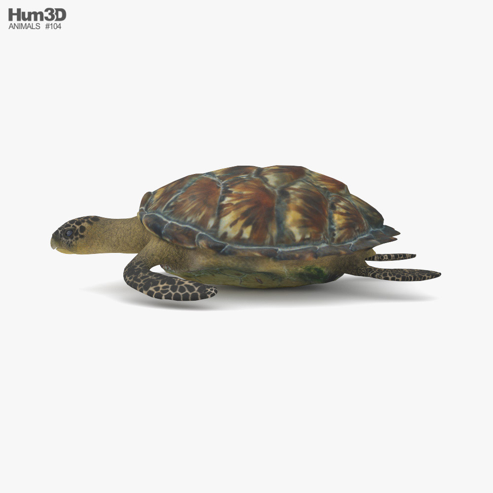 Hawksbill sea turtle Low Poly Rigged 3D model - Download Reptile on ...
