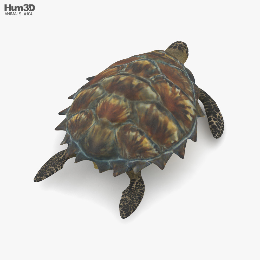 Hawksbill sea turtle Low Poly Rigged 3D 모델 - 다운로드 파충류 on 3DModels.org
