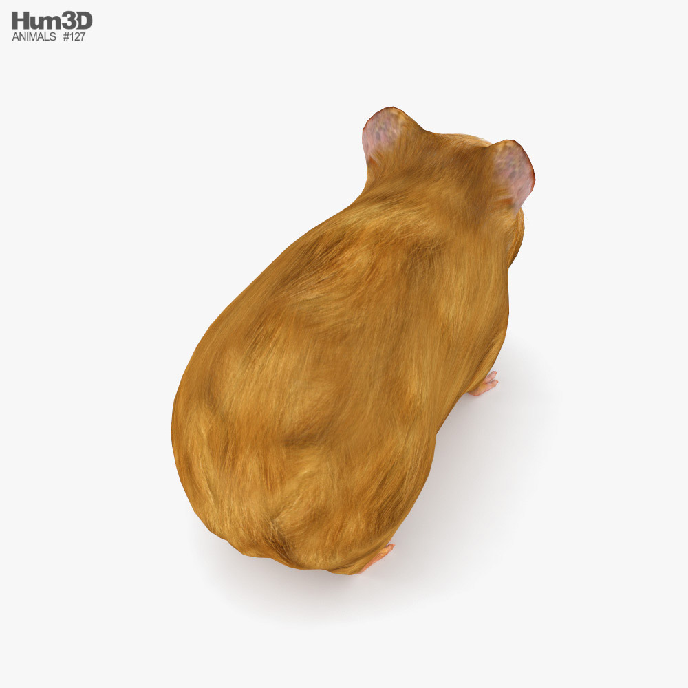 햄스터 Low Poly Rigged 3D 모델 - 다운로드 포유류 on 3DModels.org
