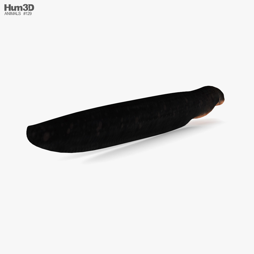 Electric Eel Low Poly Rigged 3D model - Download Fish on 3DModels.org