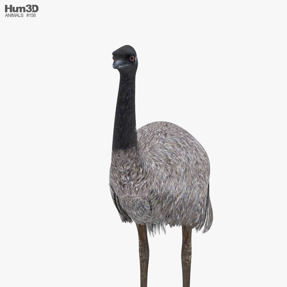 Emu Low Poly Rigged 3D модель - Скачати Птахи на 3DModels.org