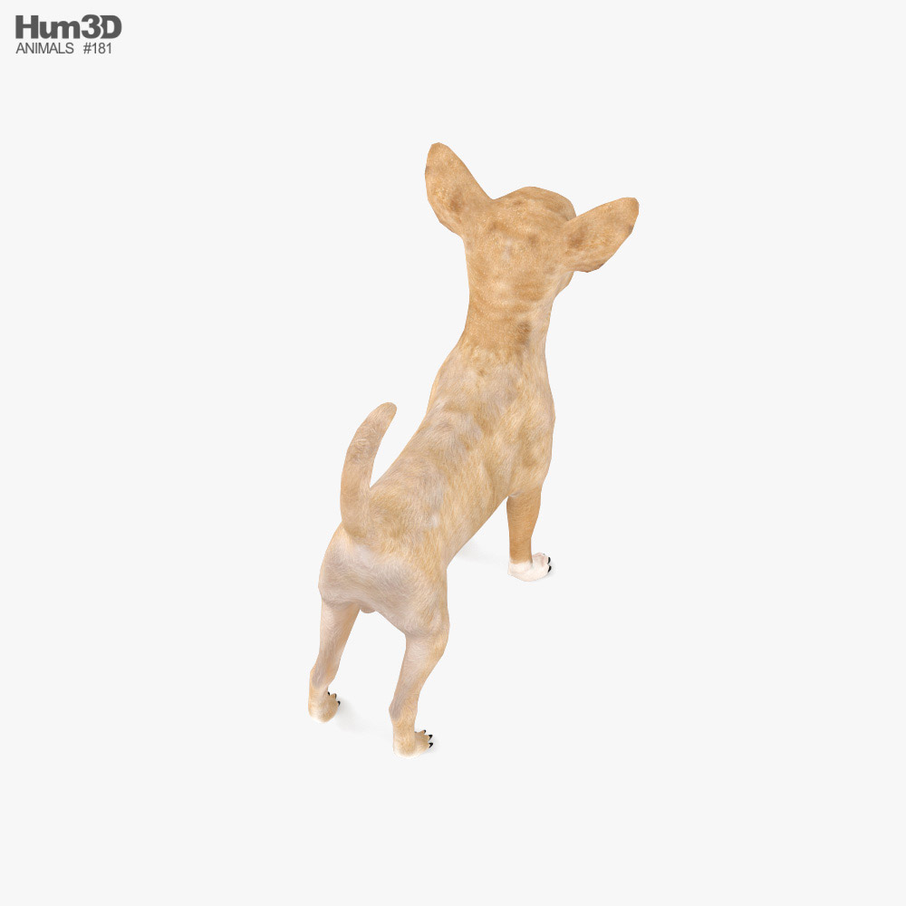 Chihuahua Low Poly Rigged Animated 3D 모델 - 다운로드 포유류 on 3DModels.org