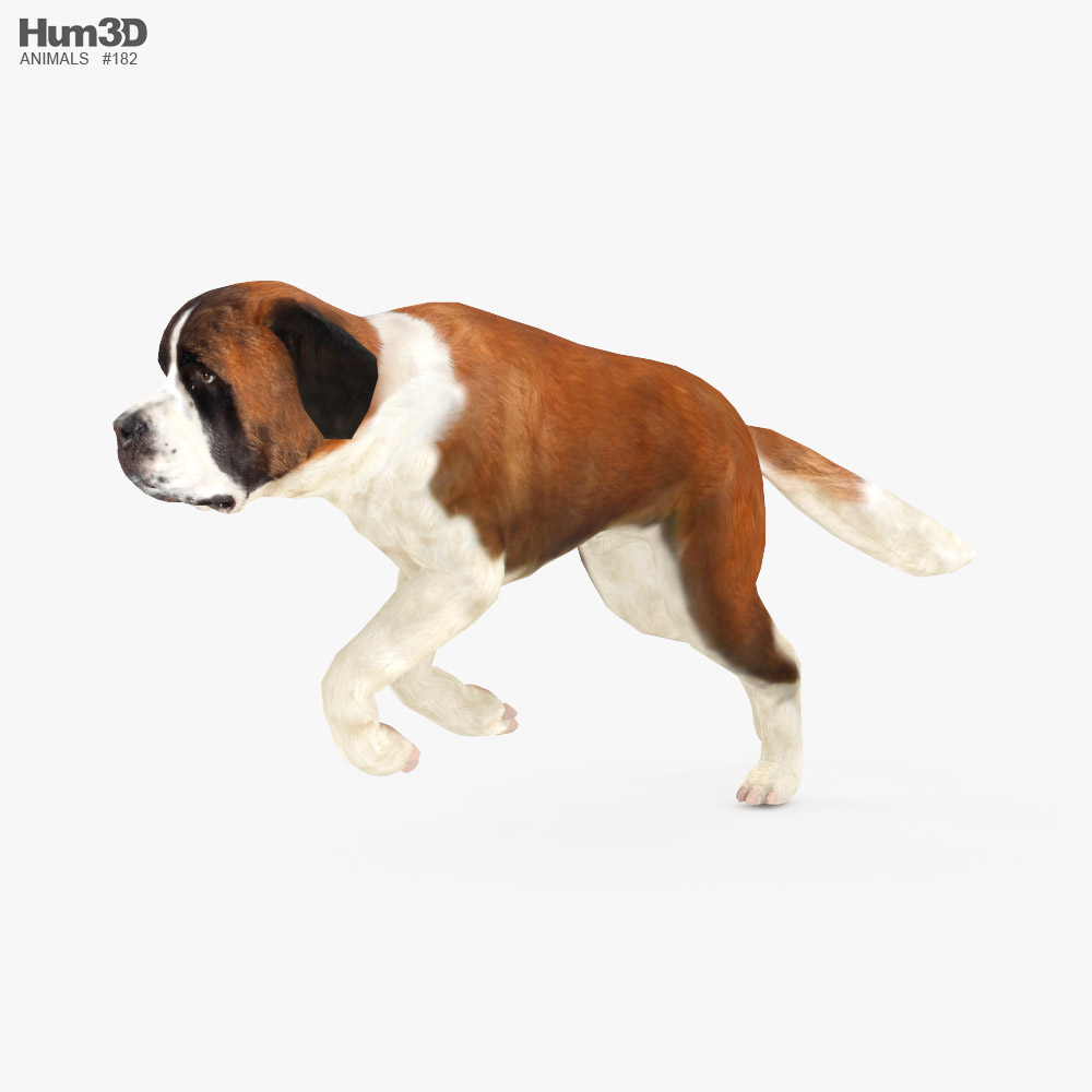 St Bernard Low Poly Rigged Animated 3D model - Download Mammals on ...
