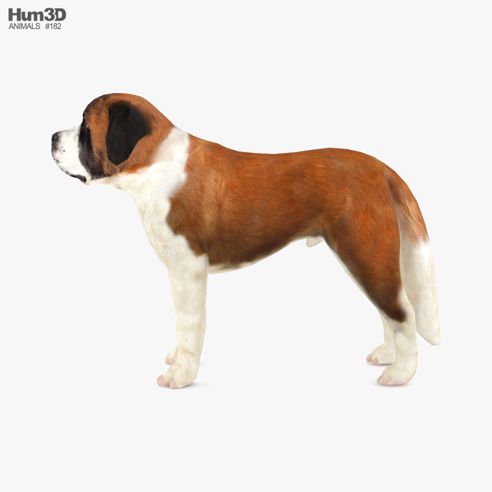 St Bernard Low Poly Rigged Animated 3D model - Download Mammals on ...