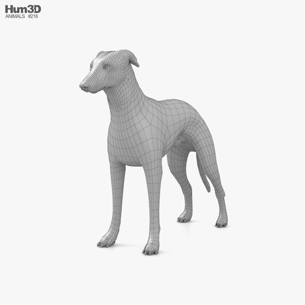 Greyhound Low Poly Rigged 3D model - Download Mammals on 3DModels.org