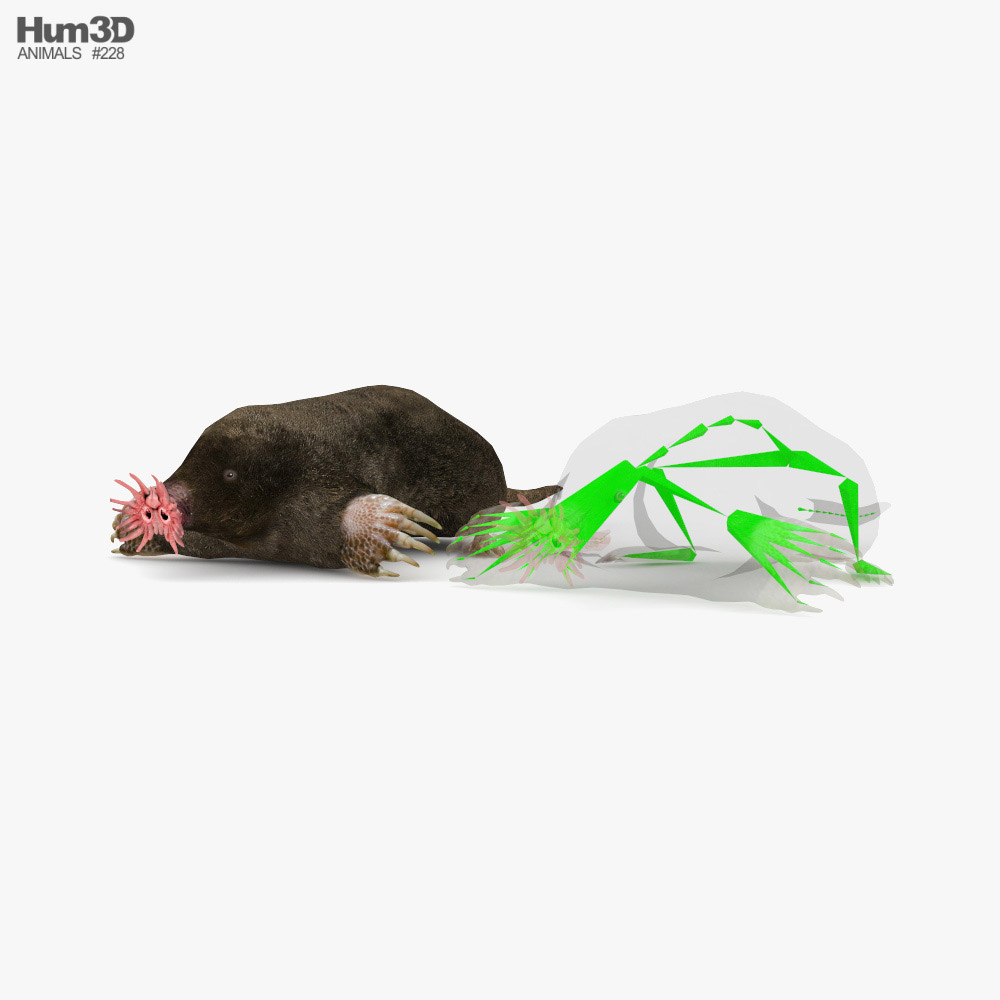 星鼻鼹鼠 Low Poly Rigged 3D模型 - 下载 哺乳动物 on 3DModels.org