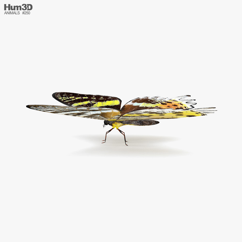 Madagascan Sunset Moth Low Poly Rigged Animated 3D model - Download ...