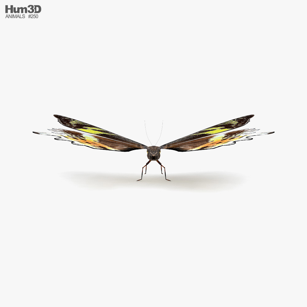 Madagascan Sunset Moth Low Poly Rigged 3D model - Download Insects on ...