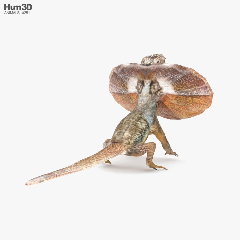 Frilled lizard Low Poly Rigged Animated Modello 3D - Scarica Rettile on ...