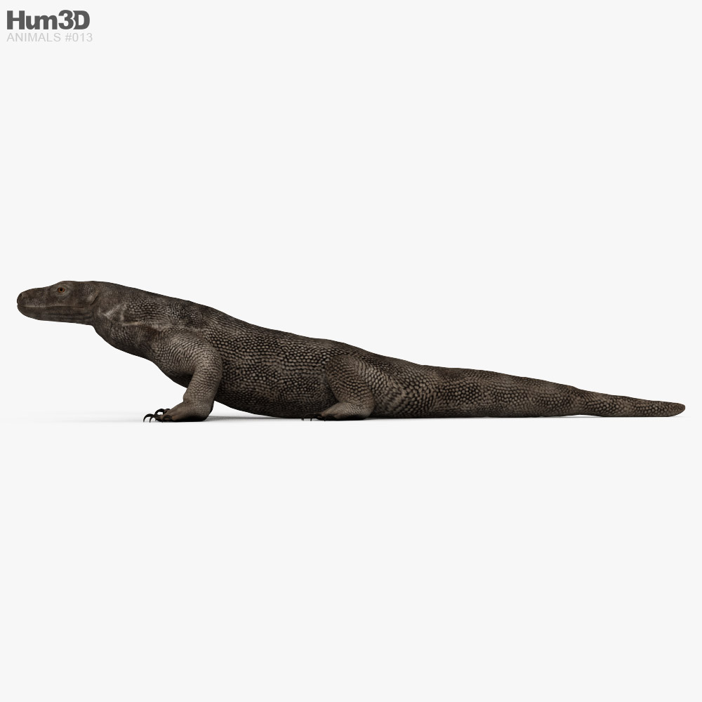 Komodo Dragon CAD 3D modeli - İndir Sürüngen üzerinde 3DModels.org