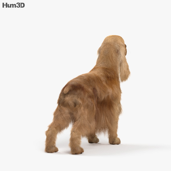 Animated English Cocker Spaniel 3D model - Download Mammals on 3DModels.org