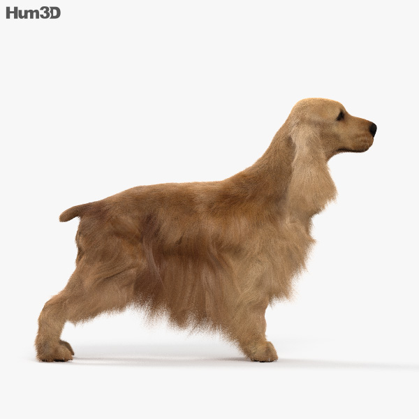 Animated English Cocker Spaniel 3D model - Download Mammals on 3DModels.org