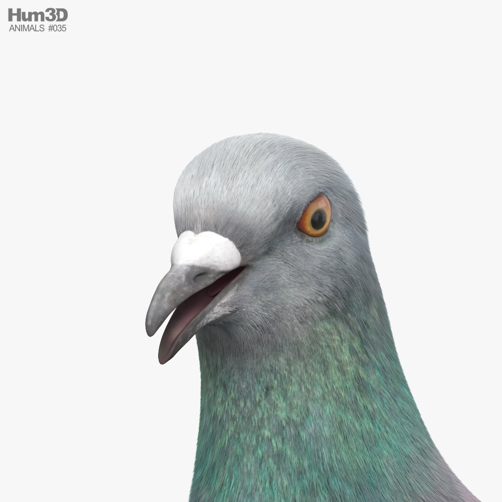 Rock Dove 3D model - Download Birds on 3DModels.org