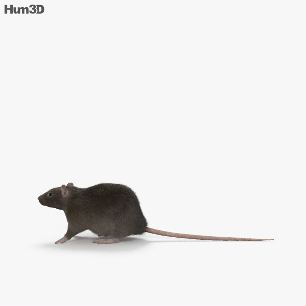 Animated Common Rat 3D model - Download Mammals on 3DModels.org