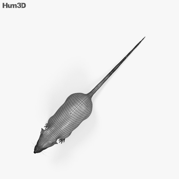 Animated Common Rat 3D model - Download Mammals on 3DModels.org