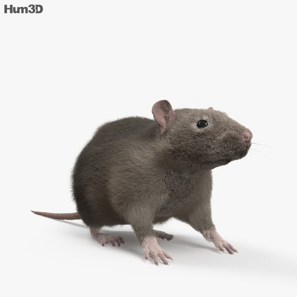 Animated Common Rat 3D model - Download Mammals on 3DModels.org