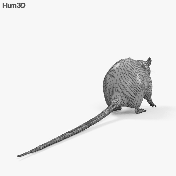 Animated Common Rat 3D model - Download Mammals on 3DModels.org