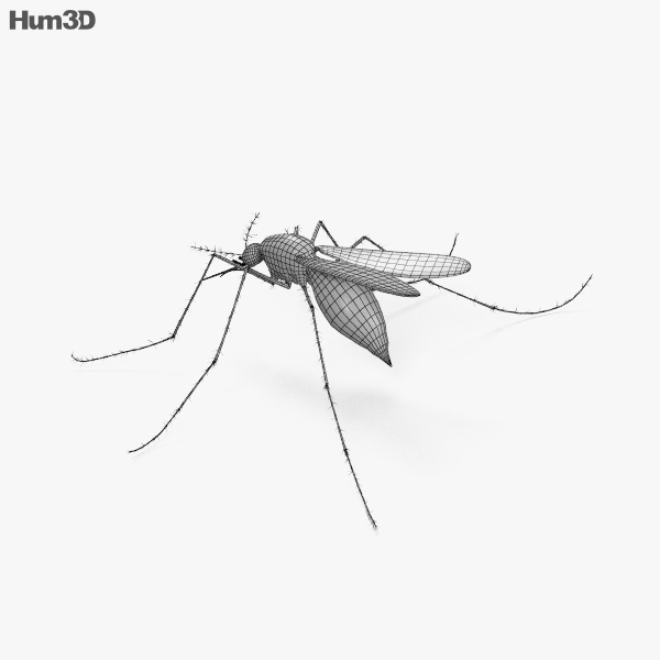 Animated Mosquito 3D model - Download Insects on 3DModels.org