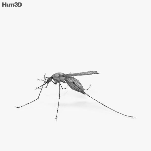 Animated Mosquito 3D model - Download Insects on 3DModels.org