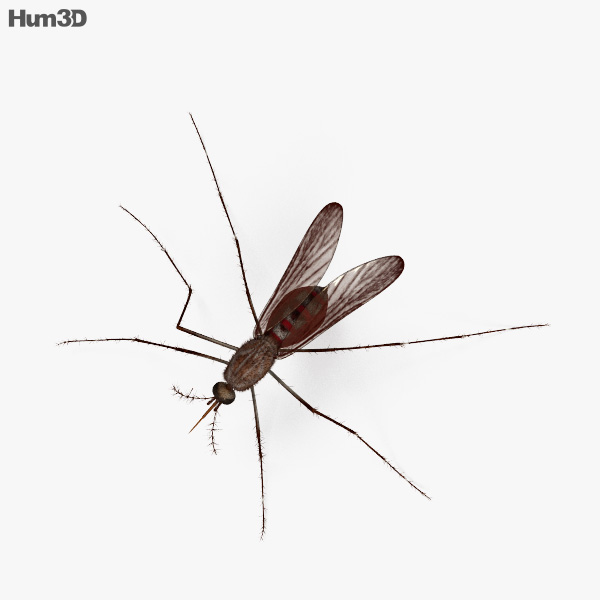 Animated Mosquito 3D model - Download Insects on 3DModels.org