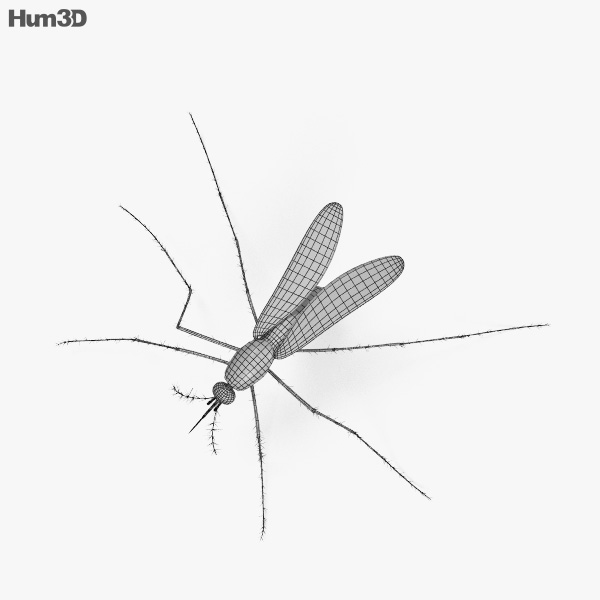 Animated Mosquito 3D model - Download Insects on 3DModels.org