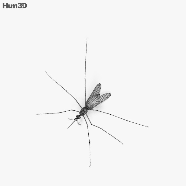 Animated Mosquito 3D model - Download Insects on 3DModels.org
