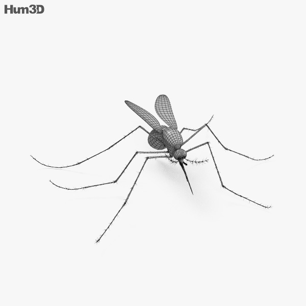 Animated Mosquito 3D model - Download Insects on 3DModels.org