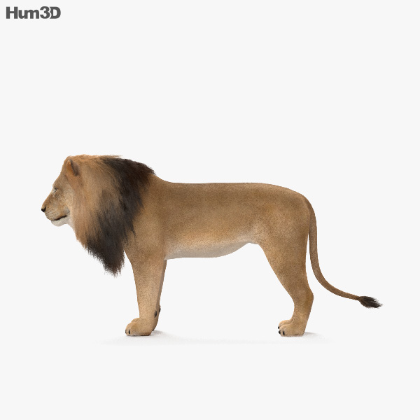 Animated Lion 3D model - Download Mammals on 3DModels.org
