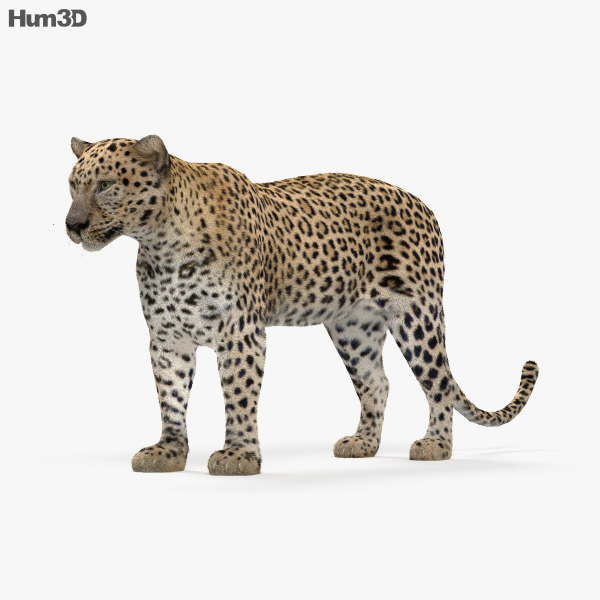 Leopard 3Dモデル ダウンロード - 3DModels.org