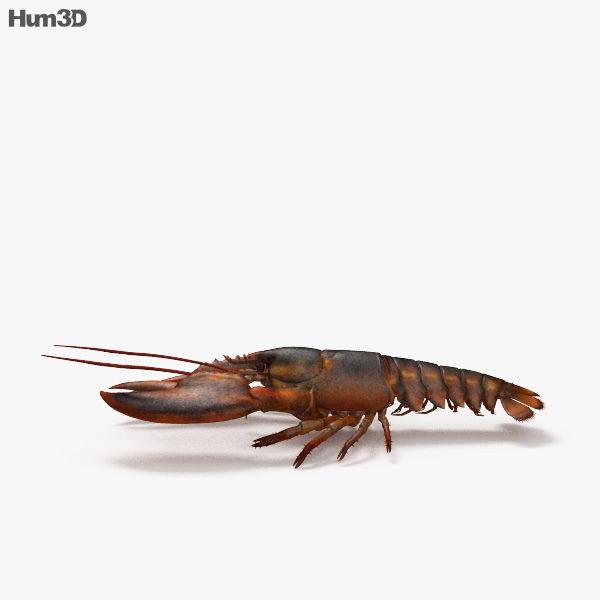 Animated Lobster 3D model - Download Arthropod on 3DModels.org