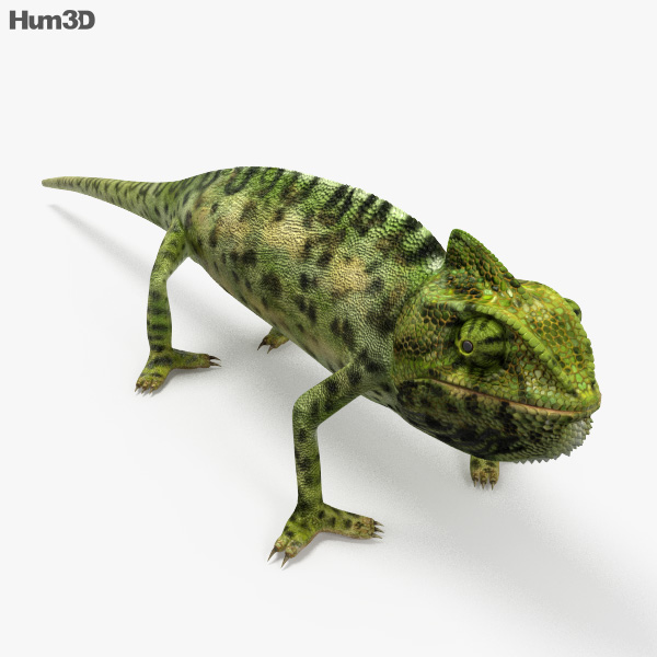 Animated Veiled Chameleon 3D model - Download Reptile on 3DModels.org
