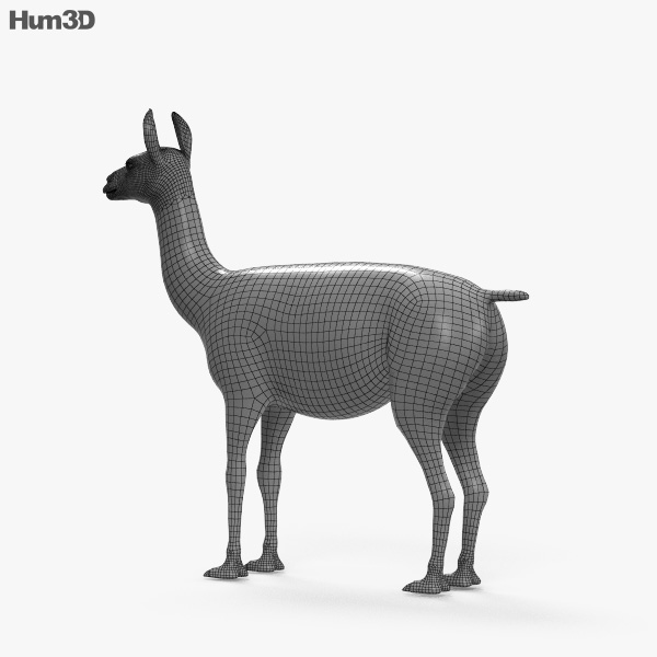 Animado Llama Modelo 3D - Descargar Mammalia activado 3DModels.org