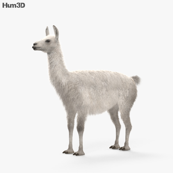 Animado Llama Modelo 3D - Descargar Mammalia activado 3DModels.org