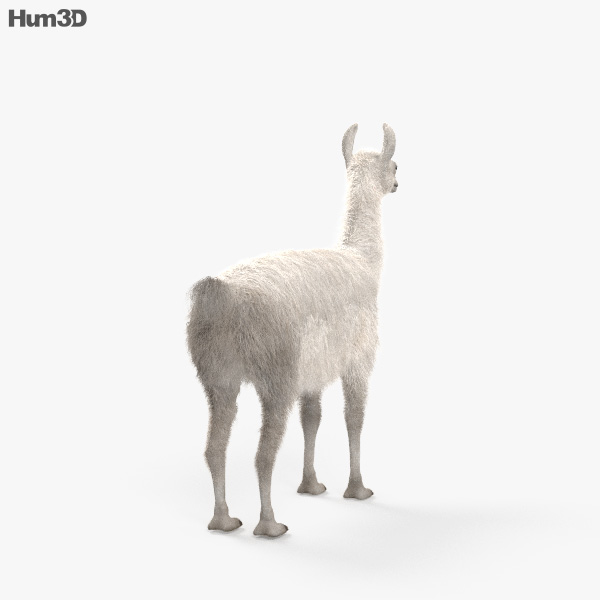 Animado Llama Modelo 3D - Descargar Mammalia activado 3DModels.org