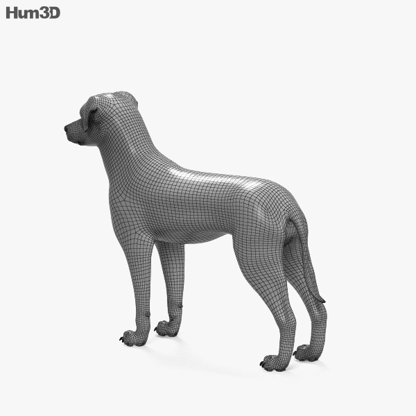 Animated Border Collie 3D model - Download Mammals on 3DModels.org