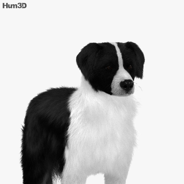 Animated Border Collie 3D model - Download Mammals on 3DModels.org